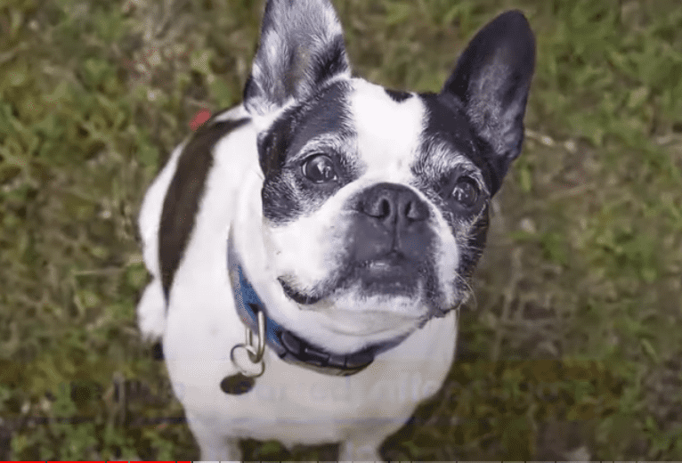 Frenchtons - Everything You Need To Know – Dog Vet Tips